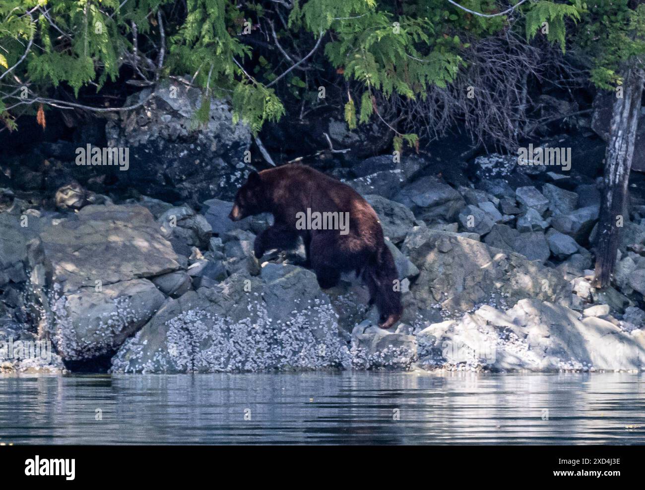 Campbell River CAN, Kanada / Canada, Urlaubseindruecke und ...