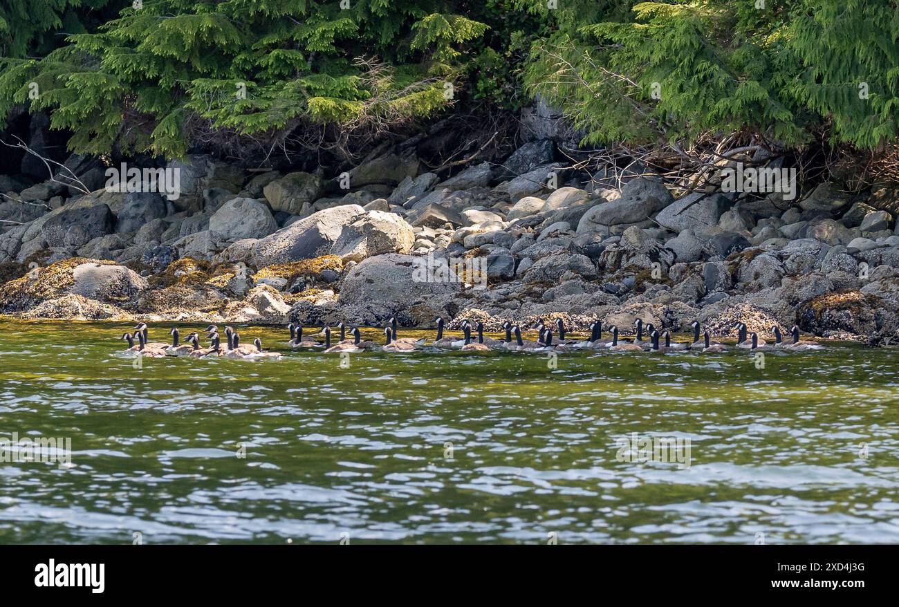 Campbell River CAN, Kanada / Canada, Urlaubseindruecke und ...