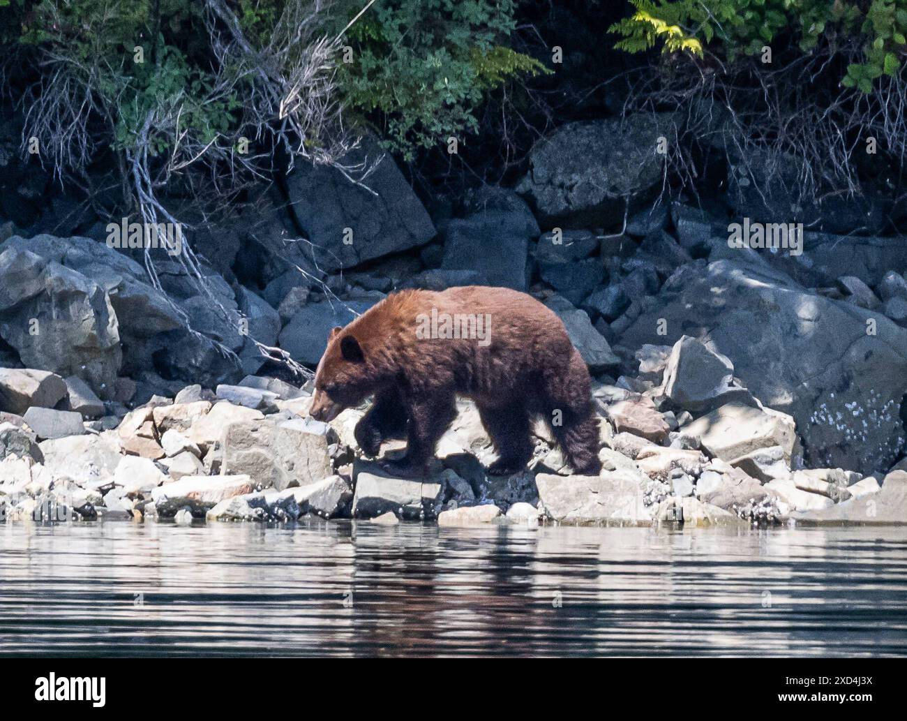 Campbell River CAN, Kanada / Canada, Urlaubseindruecke und ...
