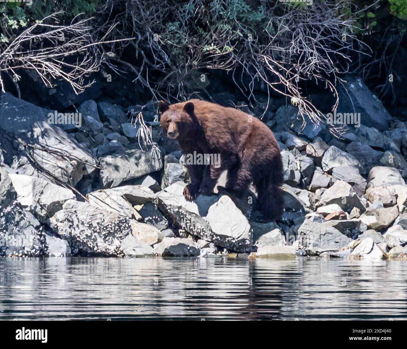 Campbell River CAN, Kanada / Canada, Urlaubseindruecke und ...