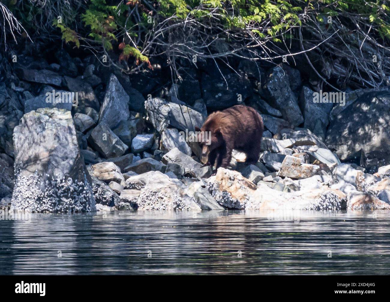 Campbell River CAN, Kanada / Canada, Urlaubseindruecke und ...