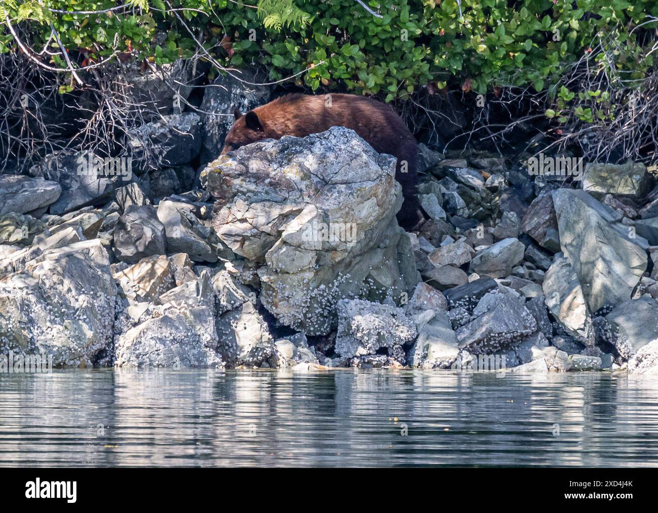 Campbell River CAN, Kanada / Canada, Urlaubseindruecke und ...