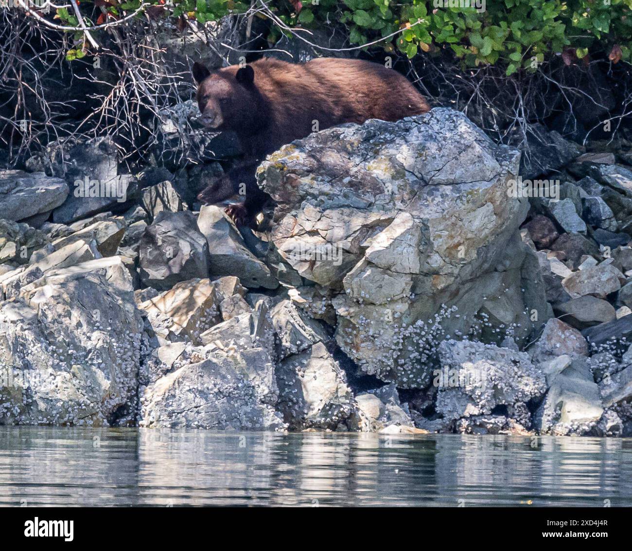 Westkanada food hi-res stock photography and images - Alamy