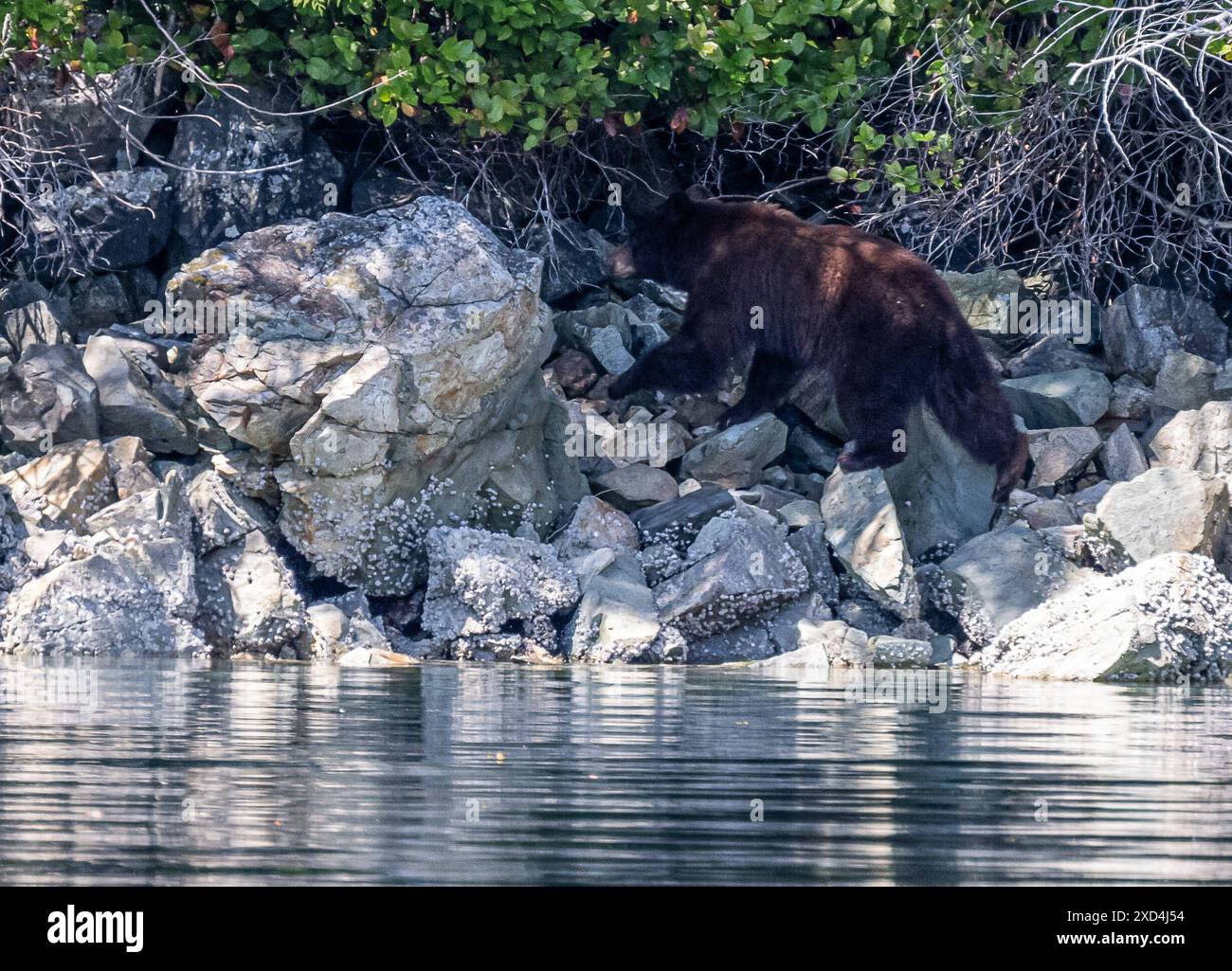 Campbell River CAN, Kanada / Canada, Urlaubseindruecke und ...