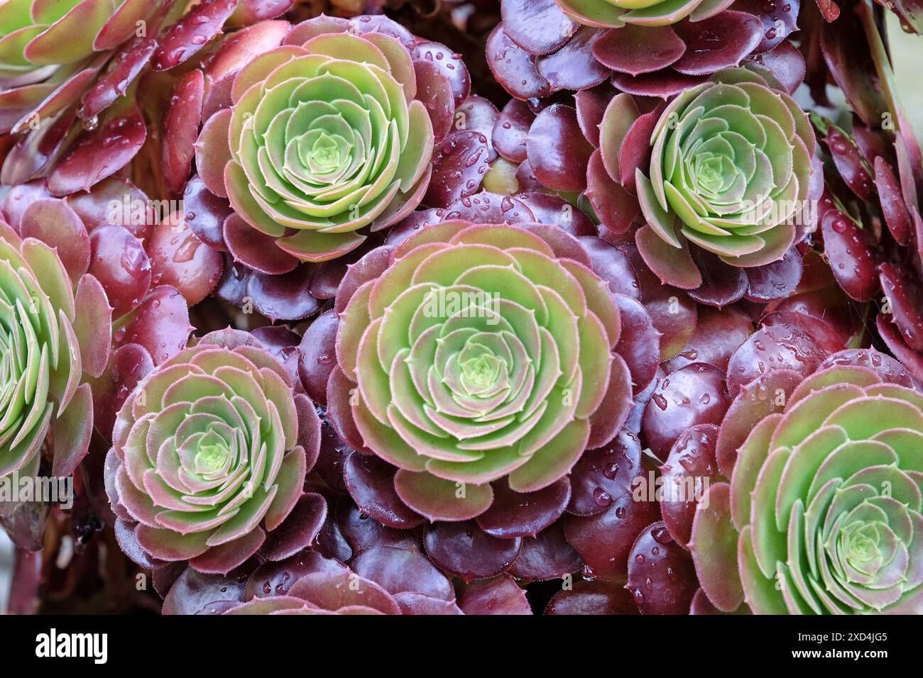 Irish rose hi-res stock photography and images - Alamy