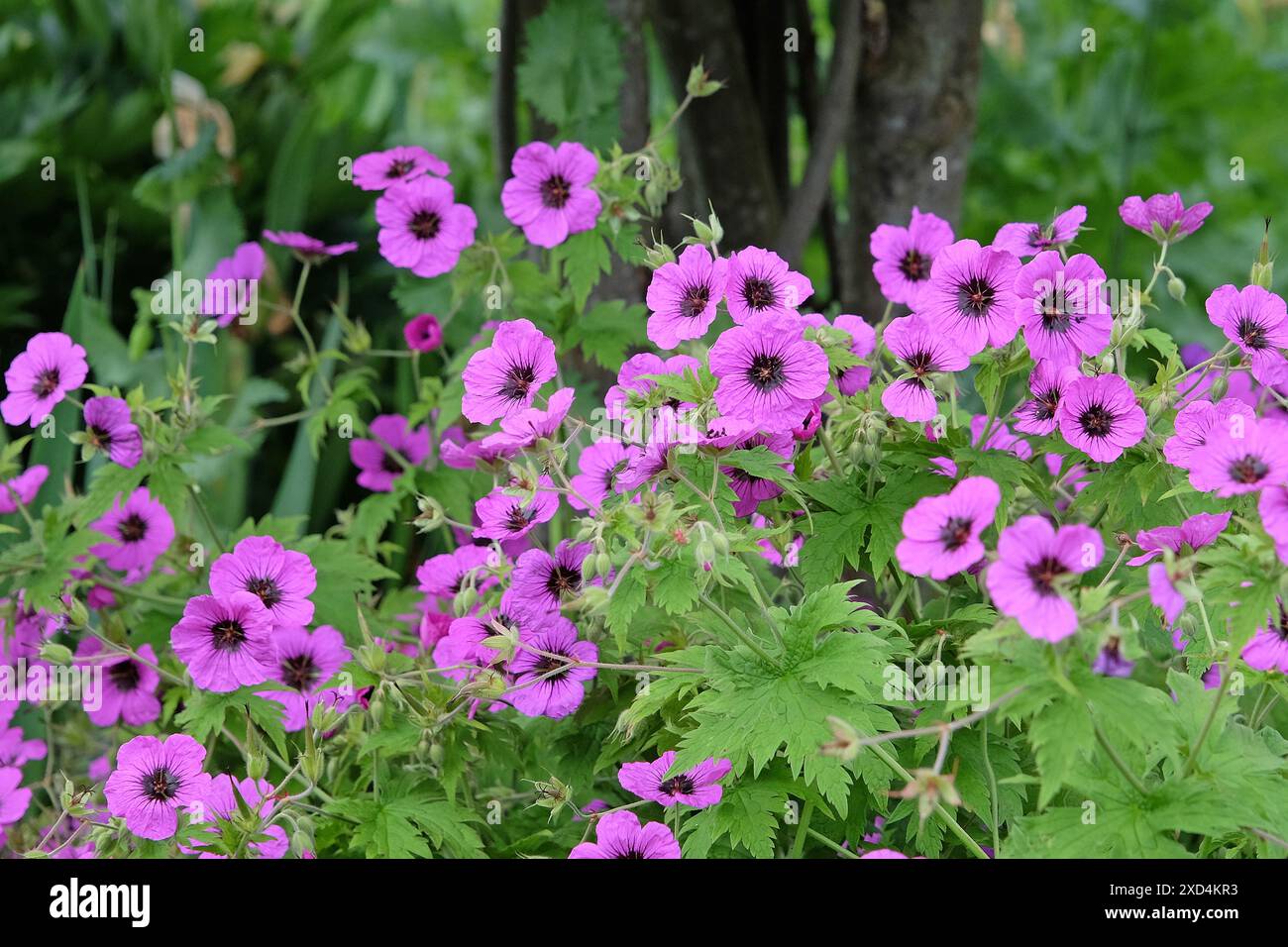 Pink Hardy Geranium cranesbill ‘patricia brempat’ in flower Stock Photo - Alamy