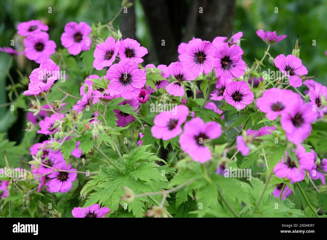 Pink Hardy Geranium cranesbill ‘patricia brempat’ in flower Stock Photo - Alamy