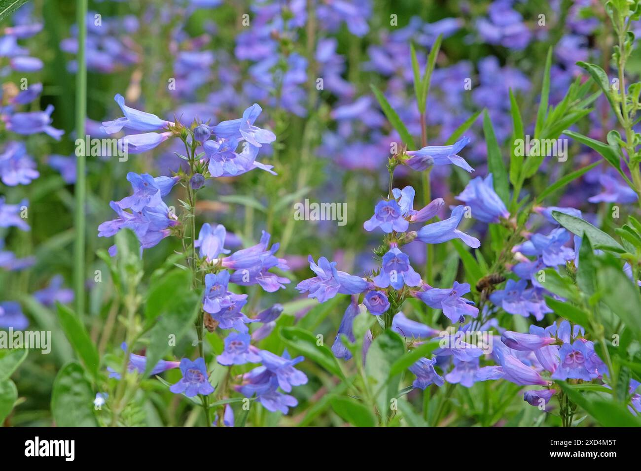 Penstemon ‘Heavenly Blue’ in flower Stock Photo - Alamy