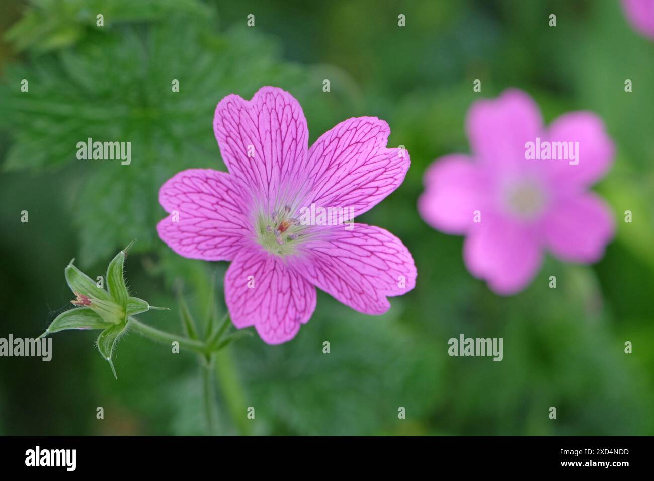 Pink Geranium endressii, commonly called Endres cranesbill or French cranesbill in flower Stock ...