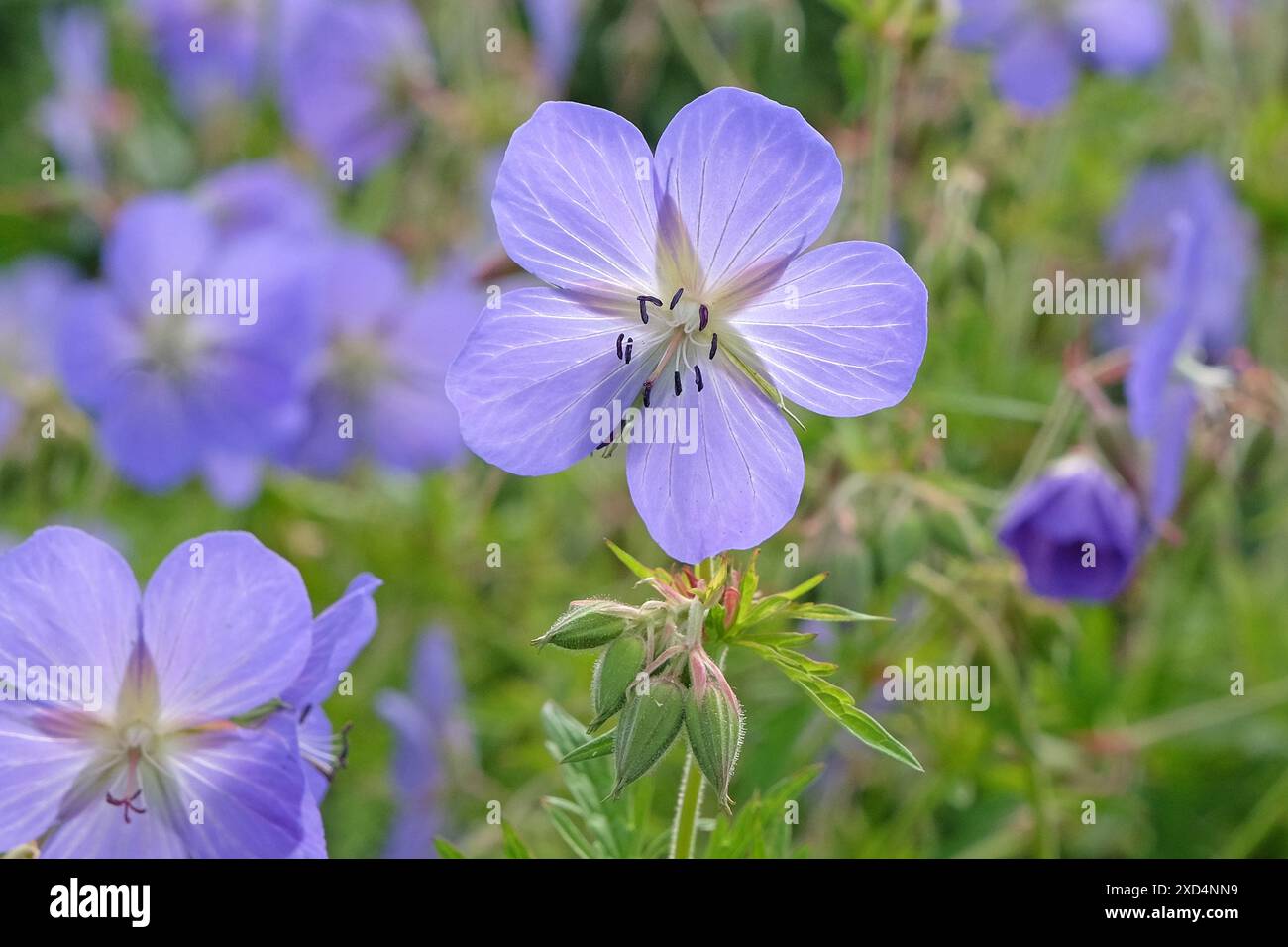 Blue hardy Geranium pratense, meadow cranesbill, in flower Stock Photo ...