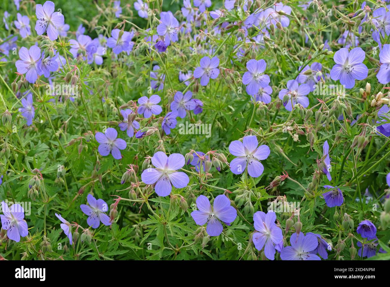 Hardy meadow cranesbill hi-res stock photography and images - Alamy