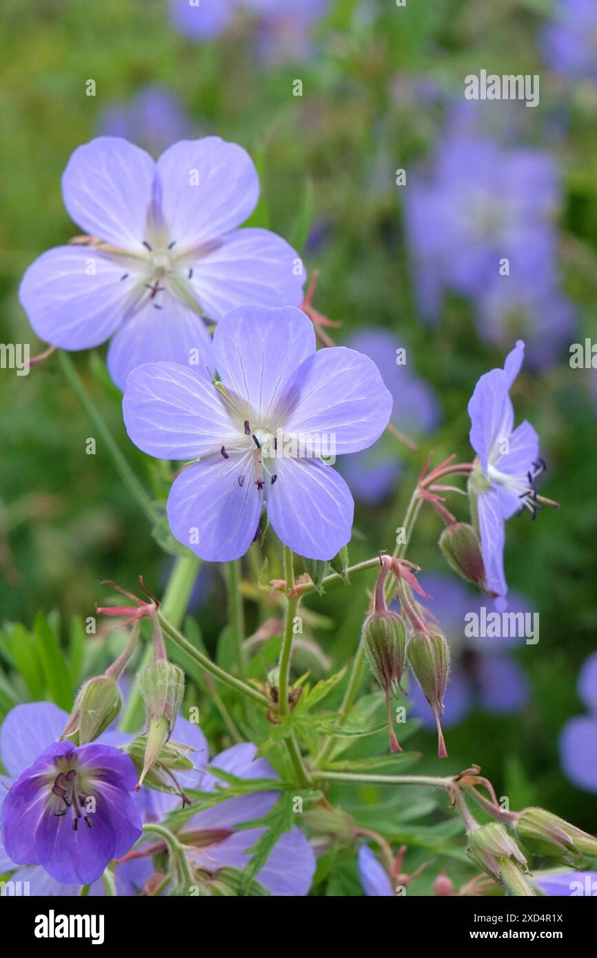 Blue hardy Geranium pratense, meadow cranesbill, in flower Stock Photo ...