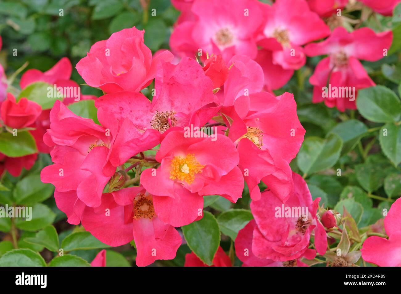 Pink bushy shrub rose, rosa ‘Jactoose Wild Thing’ in flower Stock Photo ...