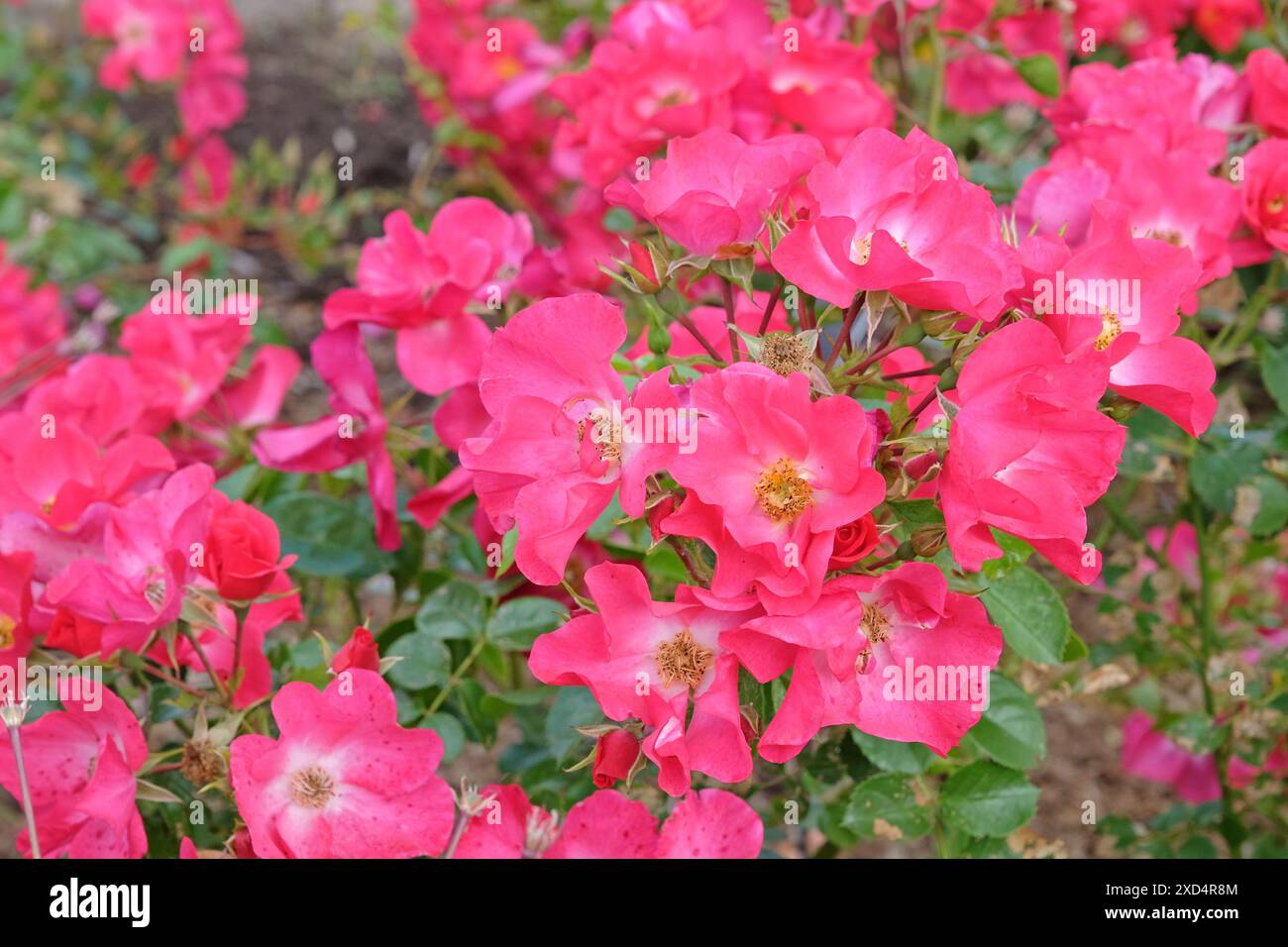 Pink bushy shrub rose, rosa ‘Jactoose Wild Thing’ in flower Stock Photo ...