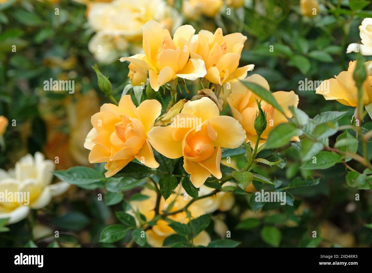 Golden yellow Floribunda bush rose, rosa ‘Gold Spice’ in flower Stock ...