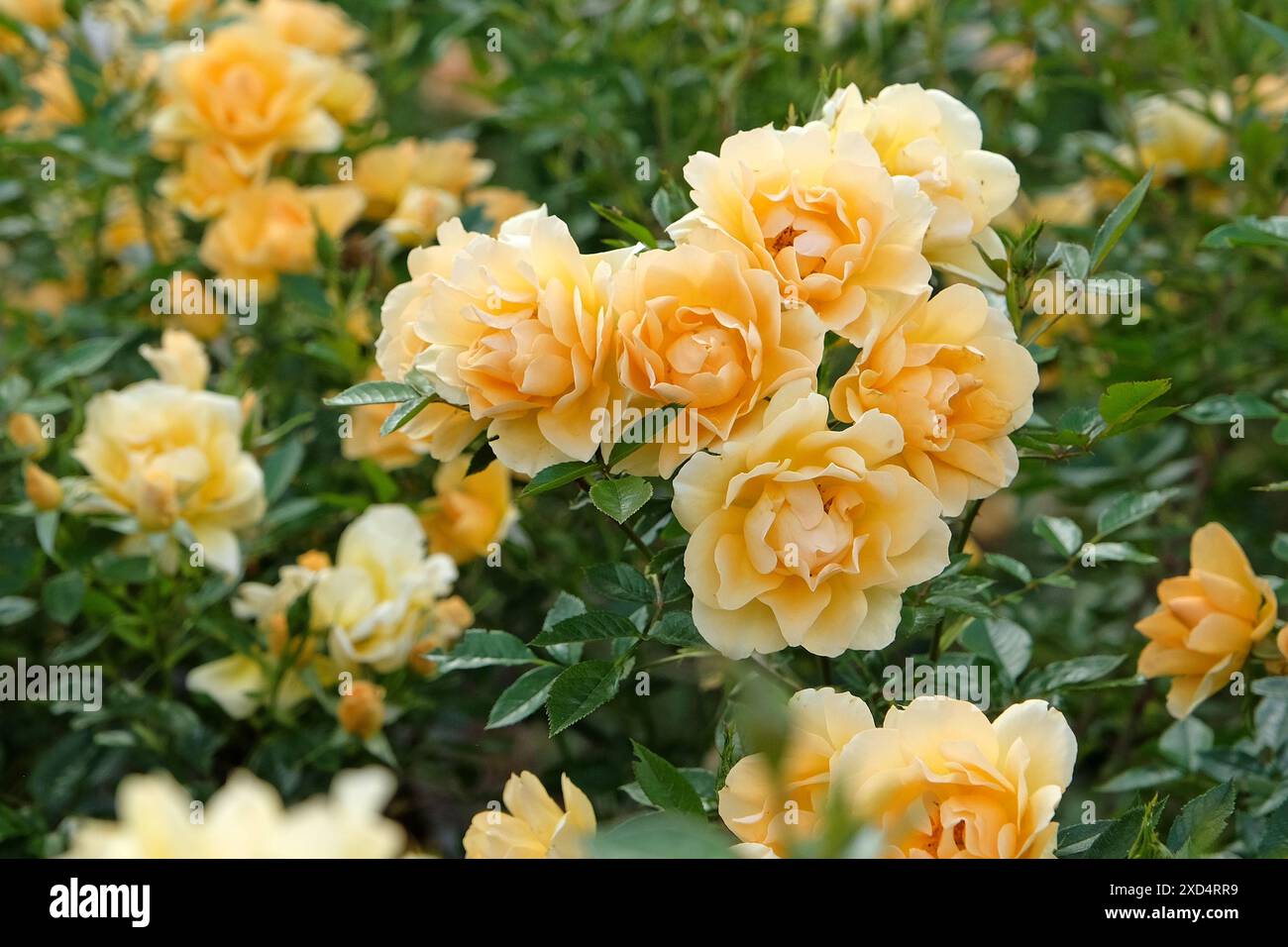 Golden yellow Floribunda bush rose, rosa ‘Gold Spice’ in flower Stock ...