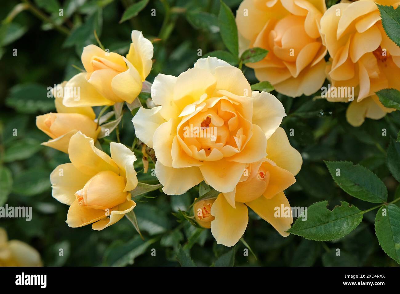 Golden yellow Floribunda bush rose, rosa ‘Gold Spice’ in flower Stock ...