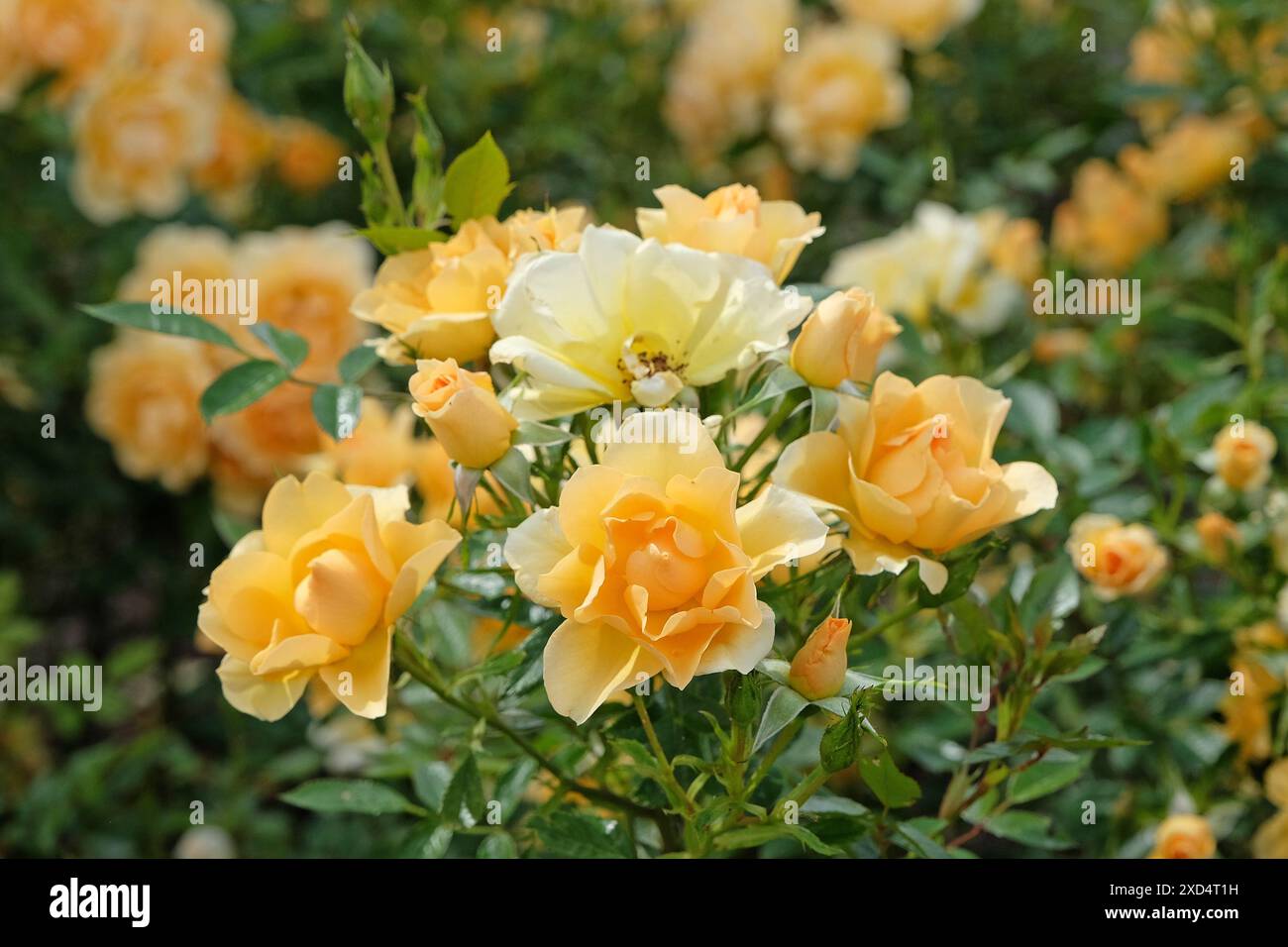 Golden yellow Floribunda bush rose, rosa ‘Gold Spice’ in flower Stock ...