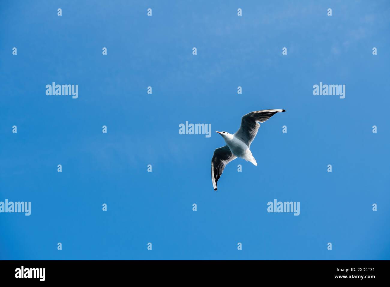 A Black-headed Gull Chroicocephalus ridibundus soars gracefully against ...