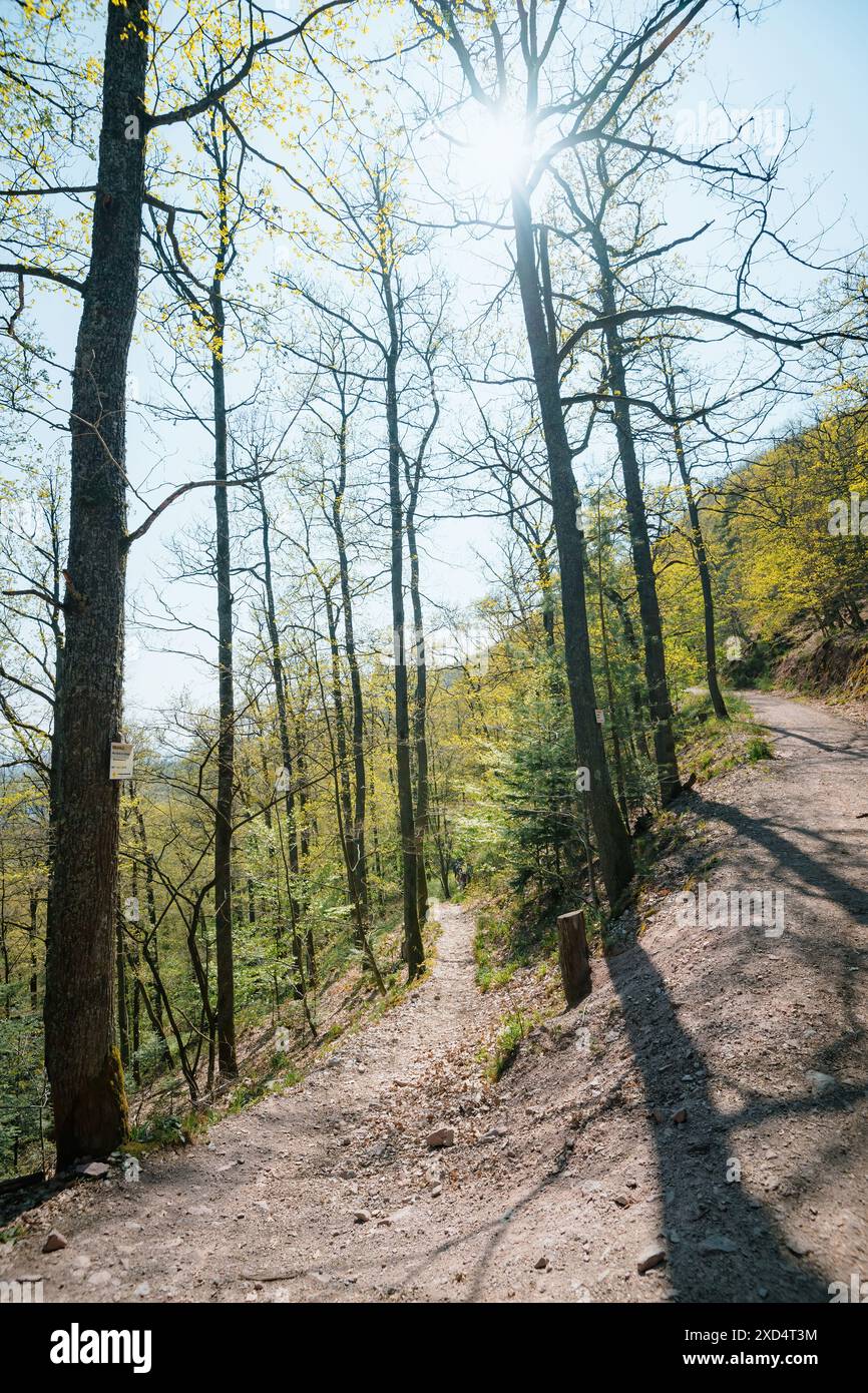 A sunny forest trail winds through tall, leafless trees, with the ...