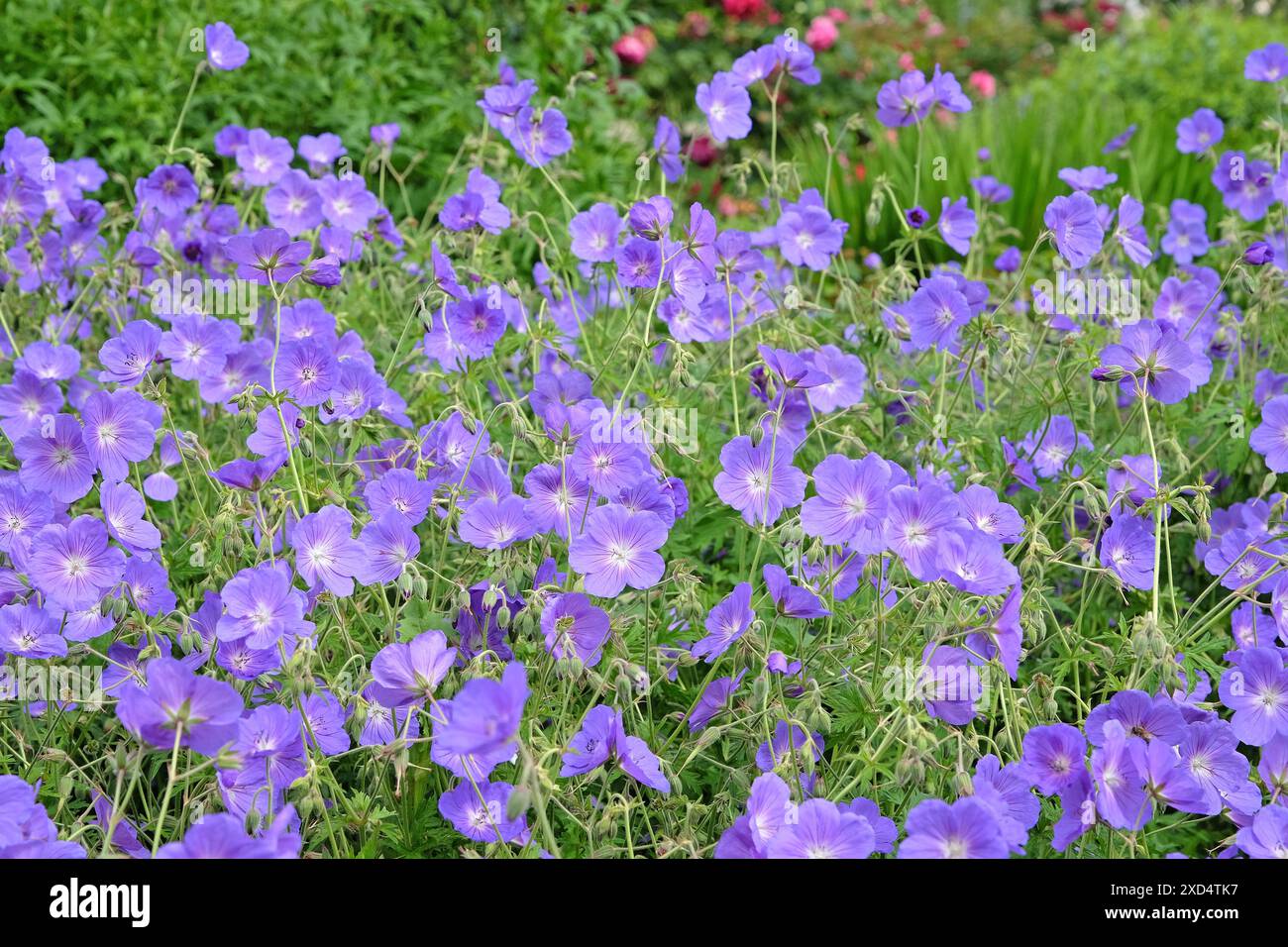 Purple hardy geranium cranesbill ‘Orion’ in flower Stock Photo - Alamy