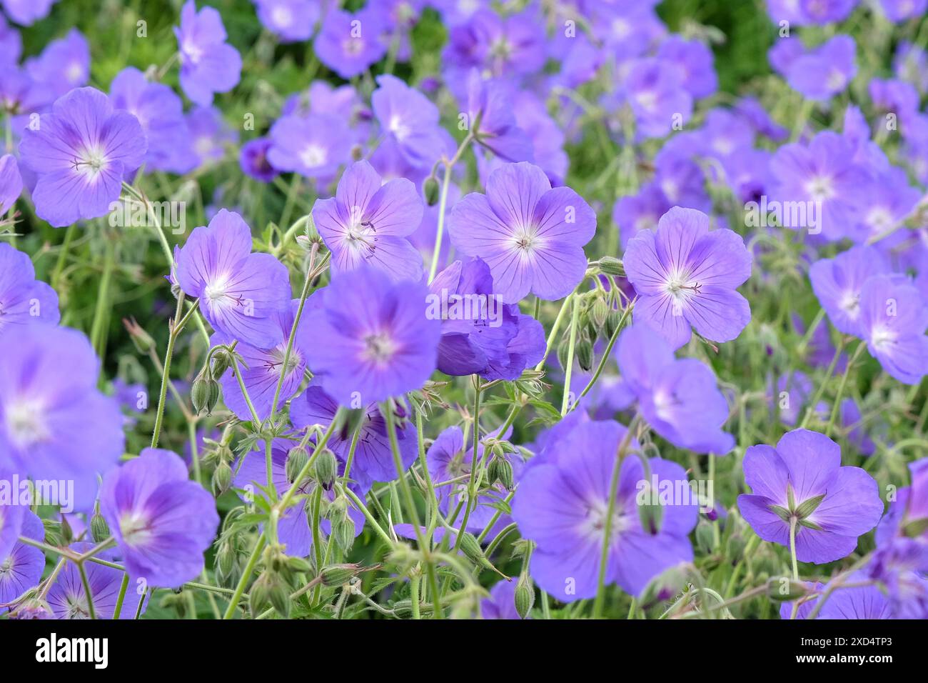 Purple hardy geranium cranesbill ‘Orion’ in flower Stock Photo - Alamy