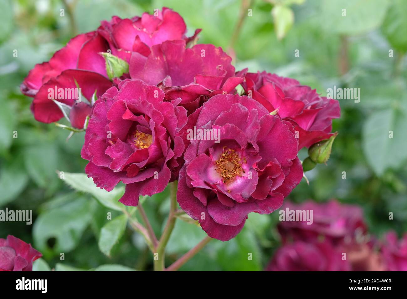 Floribunda bush rose hi-res stock photography and images - Alamy