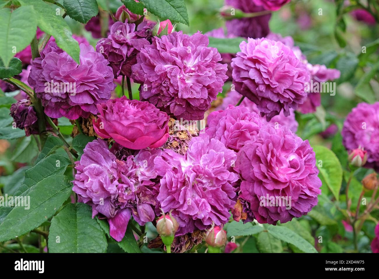 Purple Floribunda bush rose, rosa ‘Cardinal de Richelieu’ in flower ...