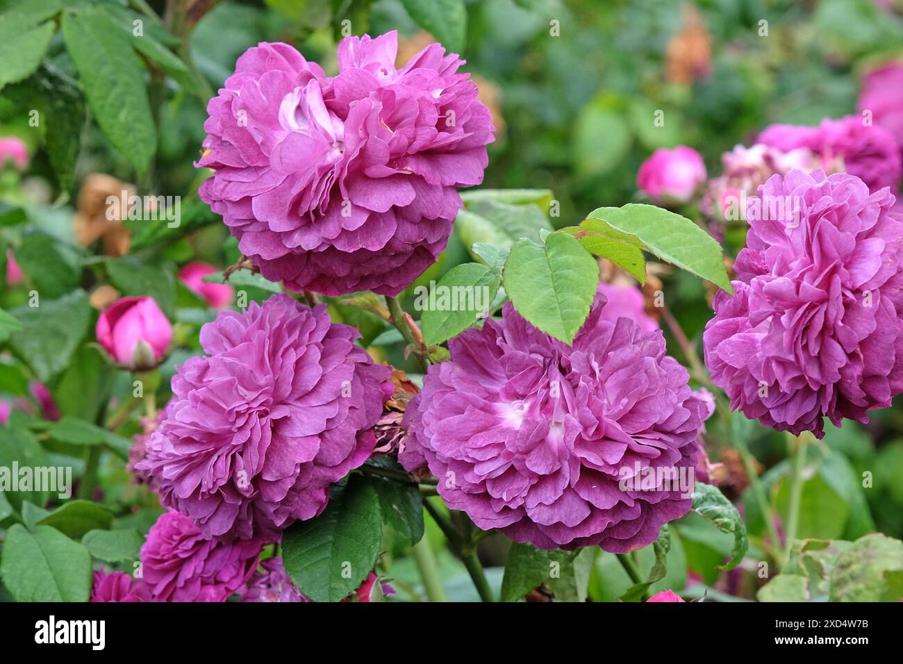 Purple Floribunda bush rose, rosa ‘Cardinal de Richelieu’ in flower ...