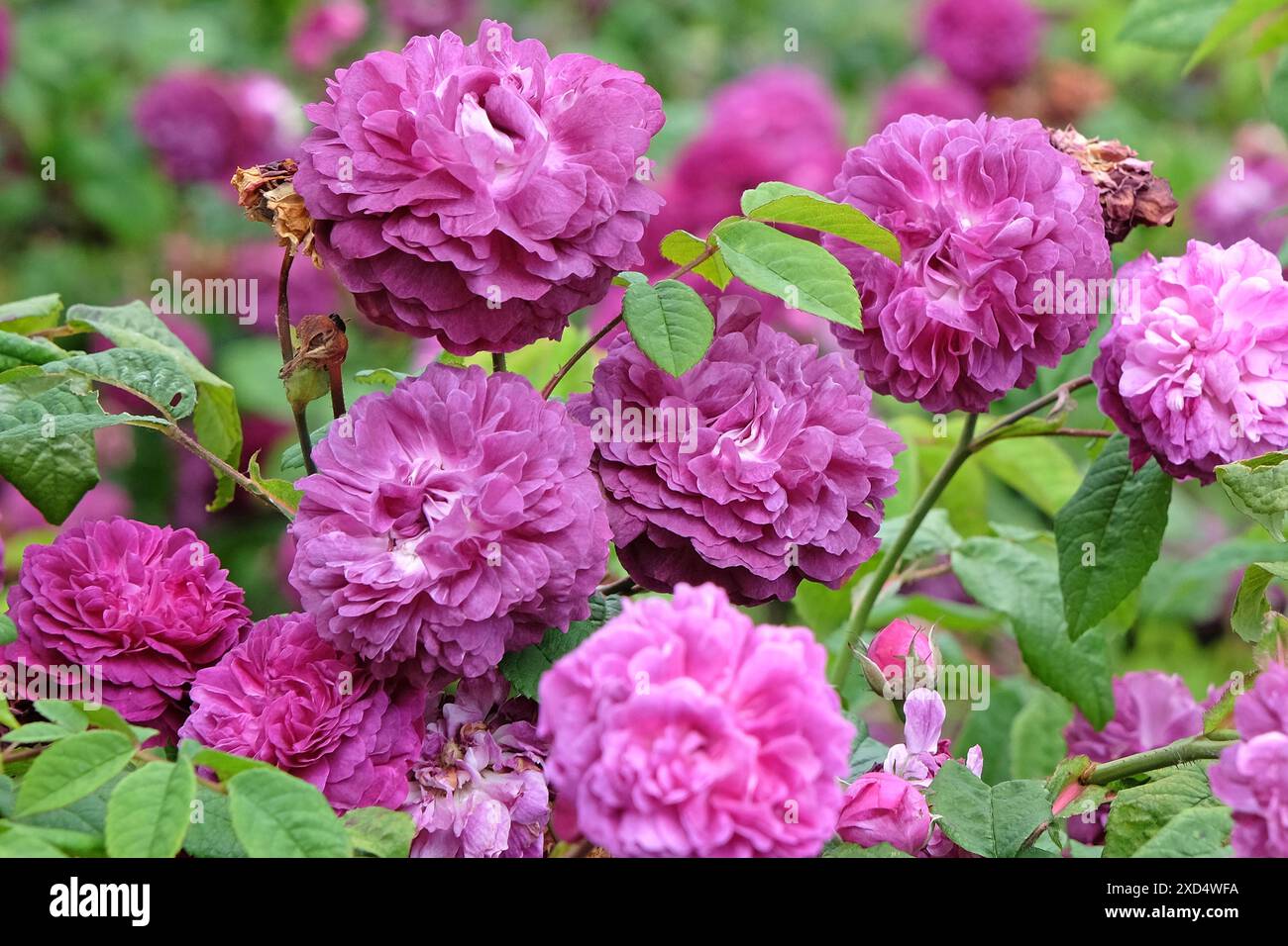 Purple Floribunda bush rose, rosa ‘Cardinal de Richelieu’ in flower ...
