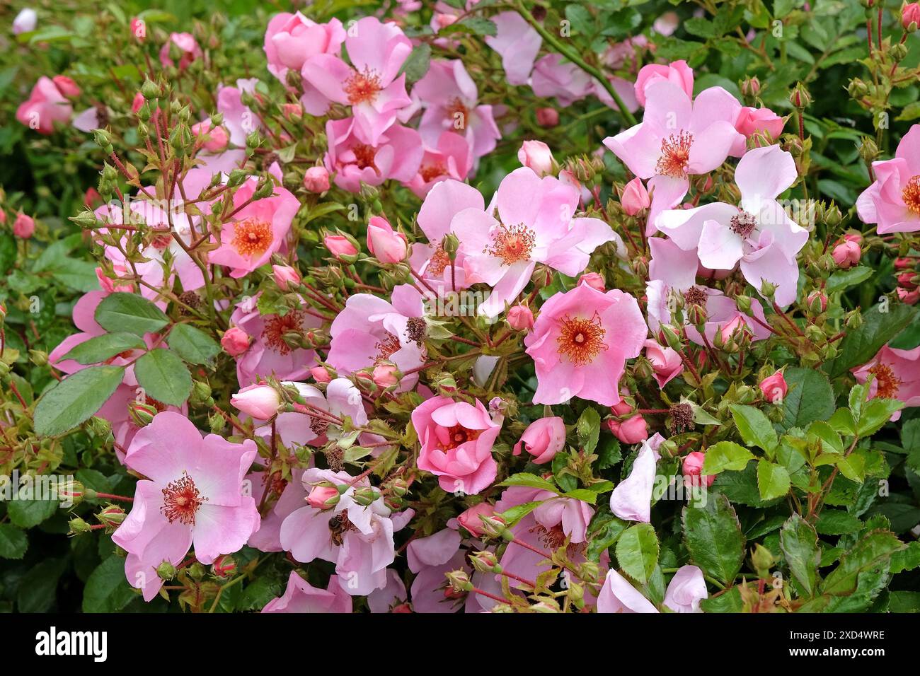 Rosa sweet cover hi-res stock photography and images - Alamy