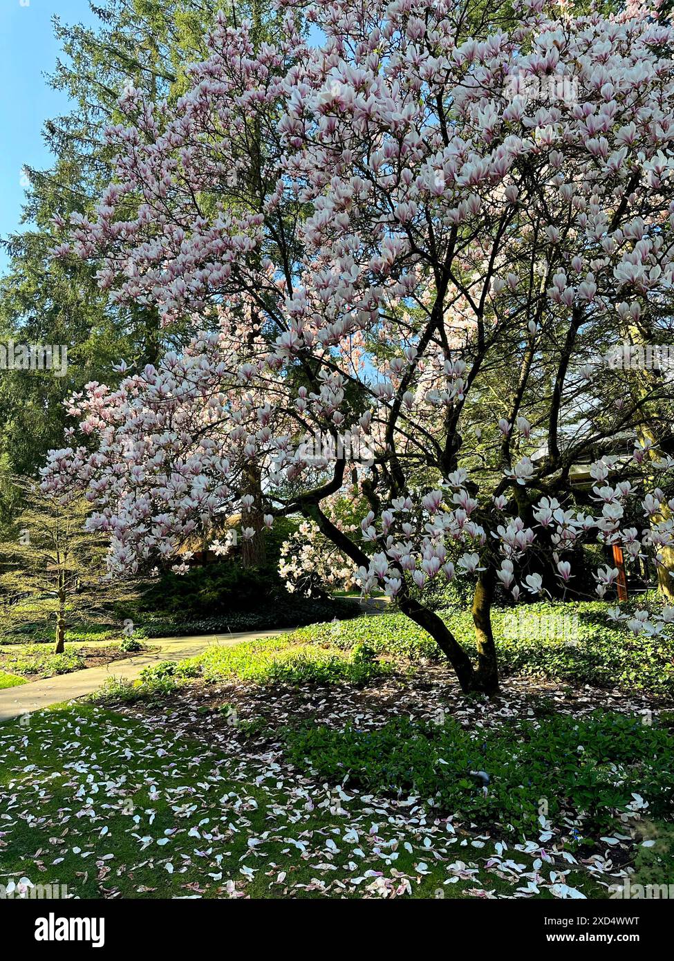 Beautiful magnolia shrub with white flowers growing outdoors Stock ...