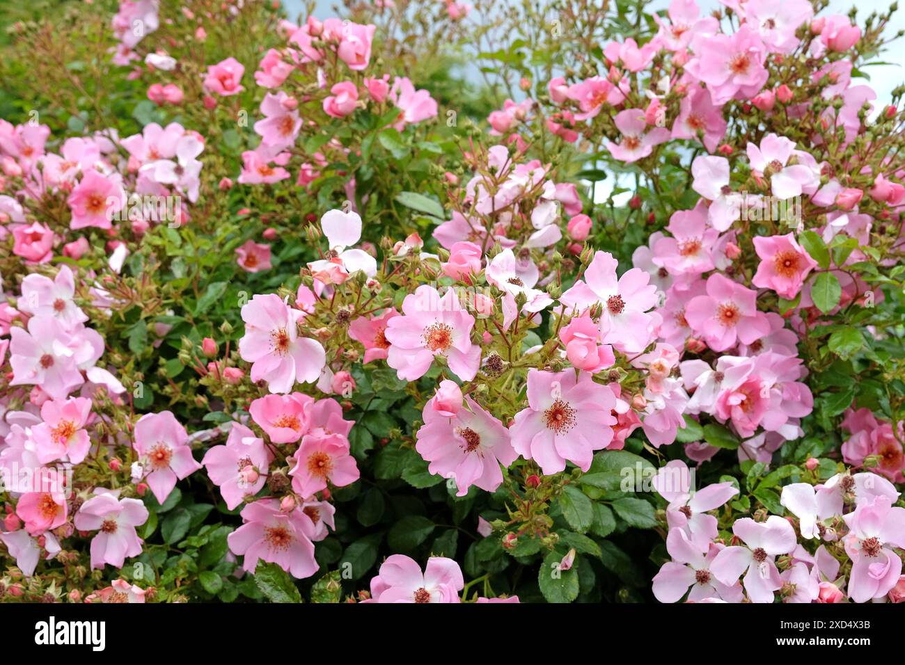 Rosa sweet cover hi-res stock photography and images - Alamy