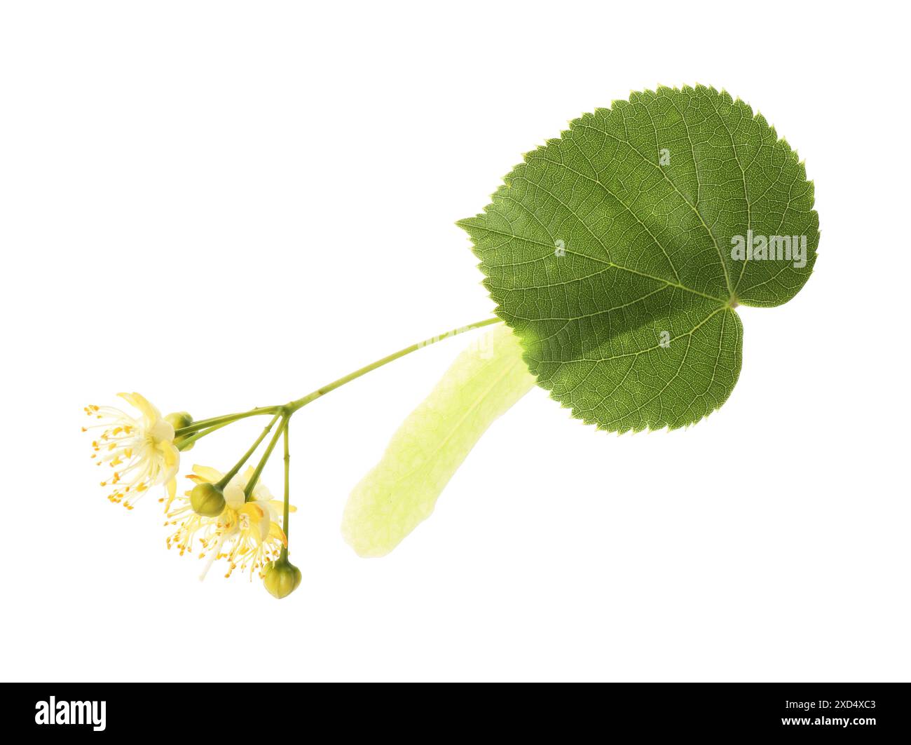 Beautiful linden tree blossom with young fresh green leaf isolated on ...