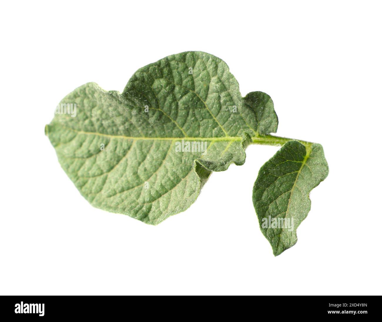 Green garden farm natural plant Cut Out Stock Images & Pictures - Alamy