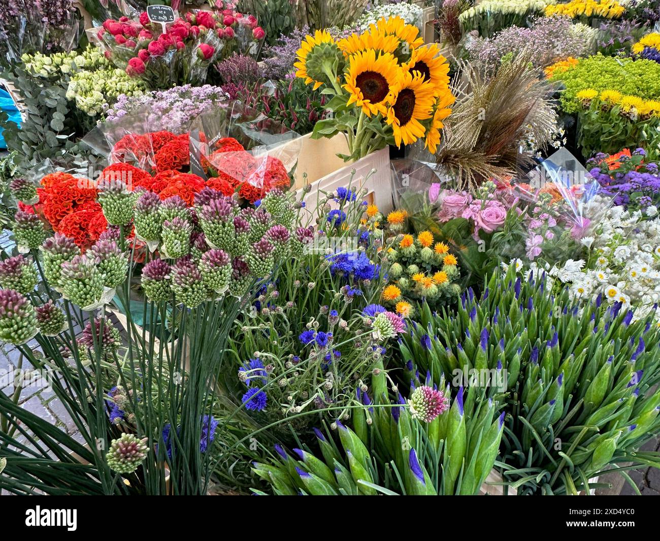 Many beautiful flowers irises hi-res stock photography and images - Alamy