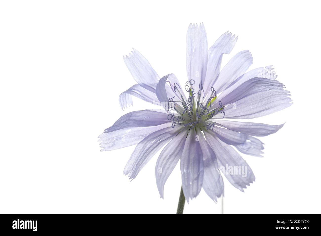 Common chicory flower cichorium Cut Out Stock Images & Pictures - Alamy