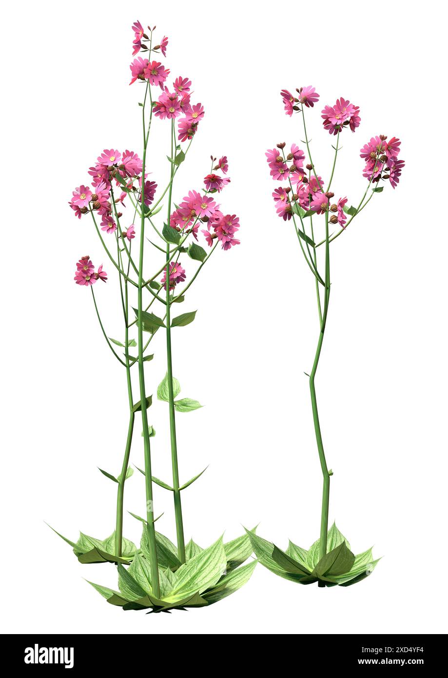 3D rendering of red campion flowers or Silene dioica or Melandrium ...