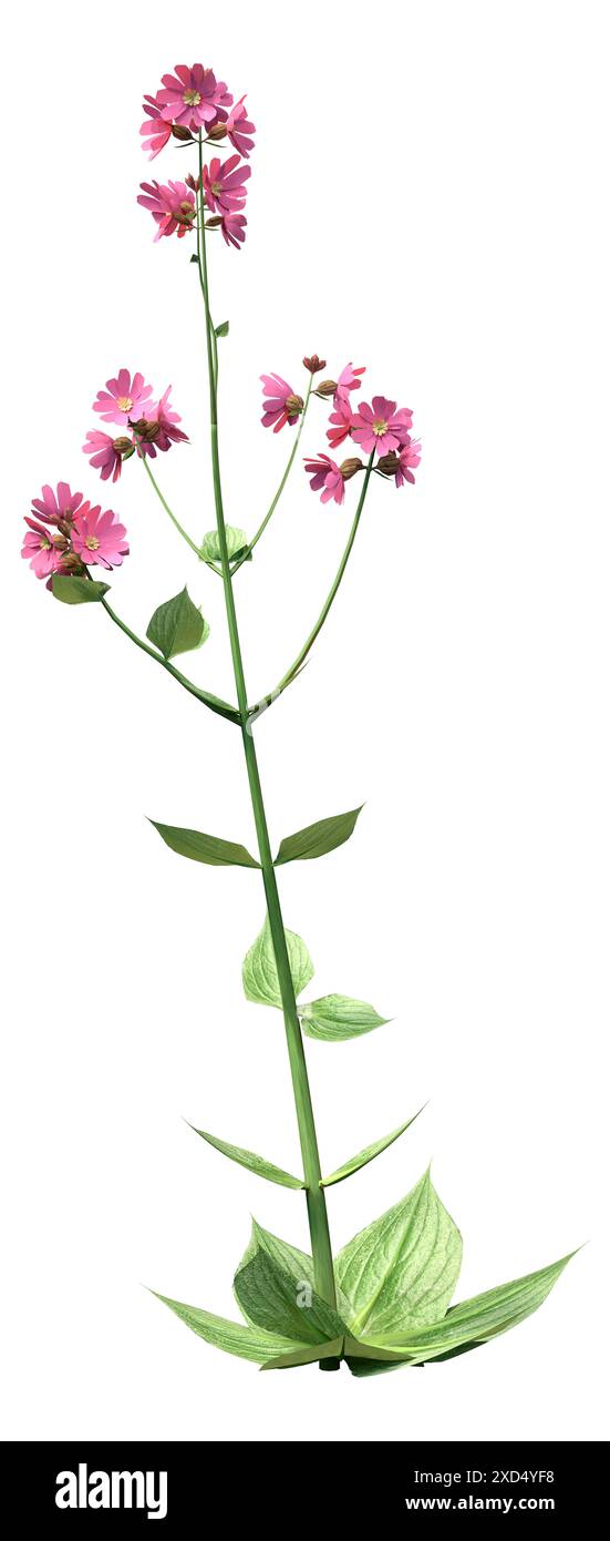 3D rendering of red campion flowers or Silene dioica or Melandrium ...