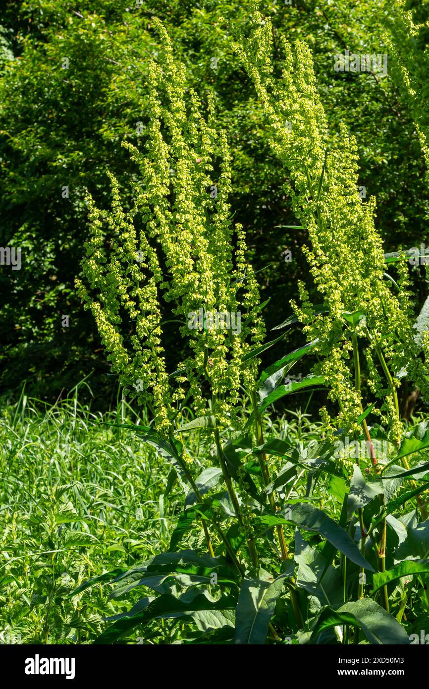 Part of a sorrel bush Rumex confertus growing in the wild with dry ...