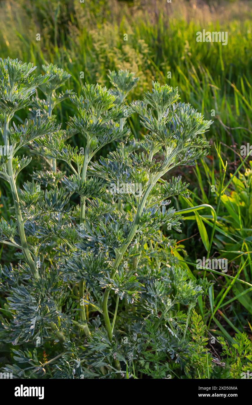 Silver green Wormwood leaves background. Artemisia absinthium, absinthe ...