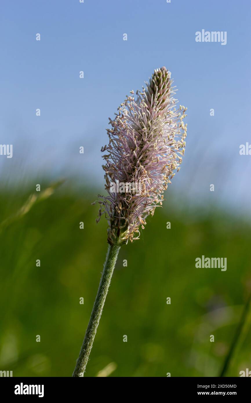 Plantago media fresh plant hi-res stock photography and images - Alamy