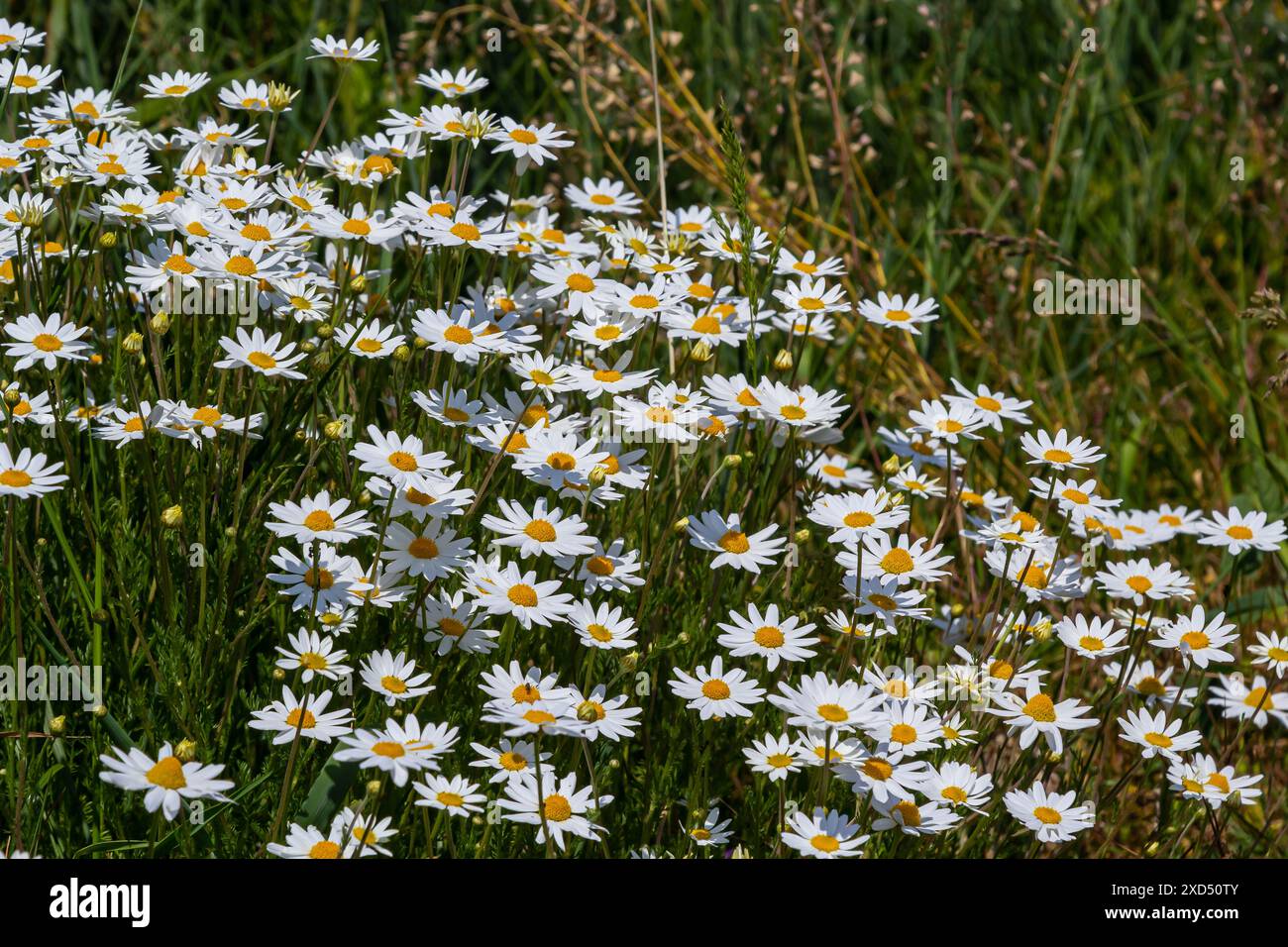 Wild daisy flowers growing on meadow, white chamomiles. Oxeye daisy ...