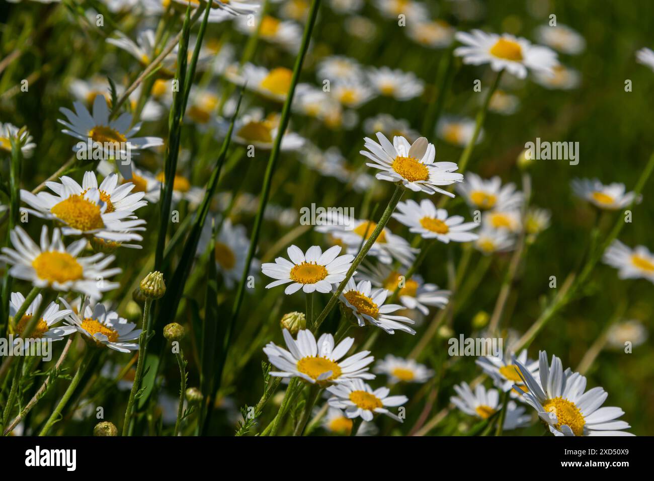 Wild daisy flowers growing on meadow, white chamomiles. Oxeye daisy ...