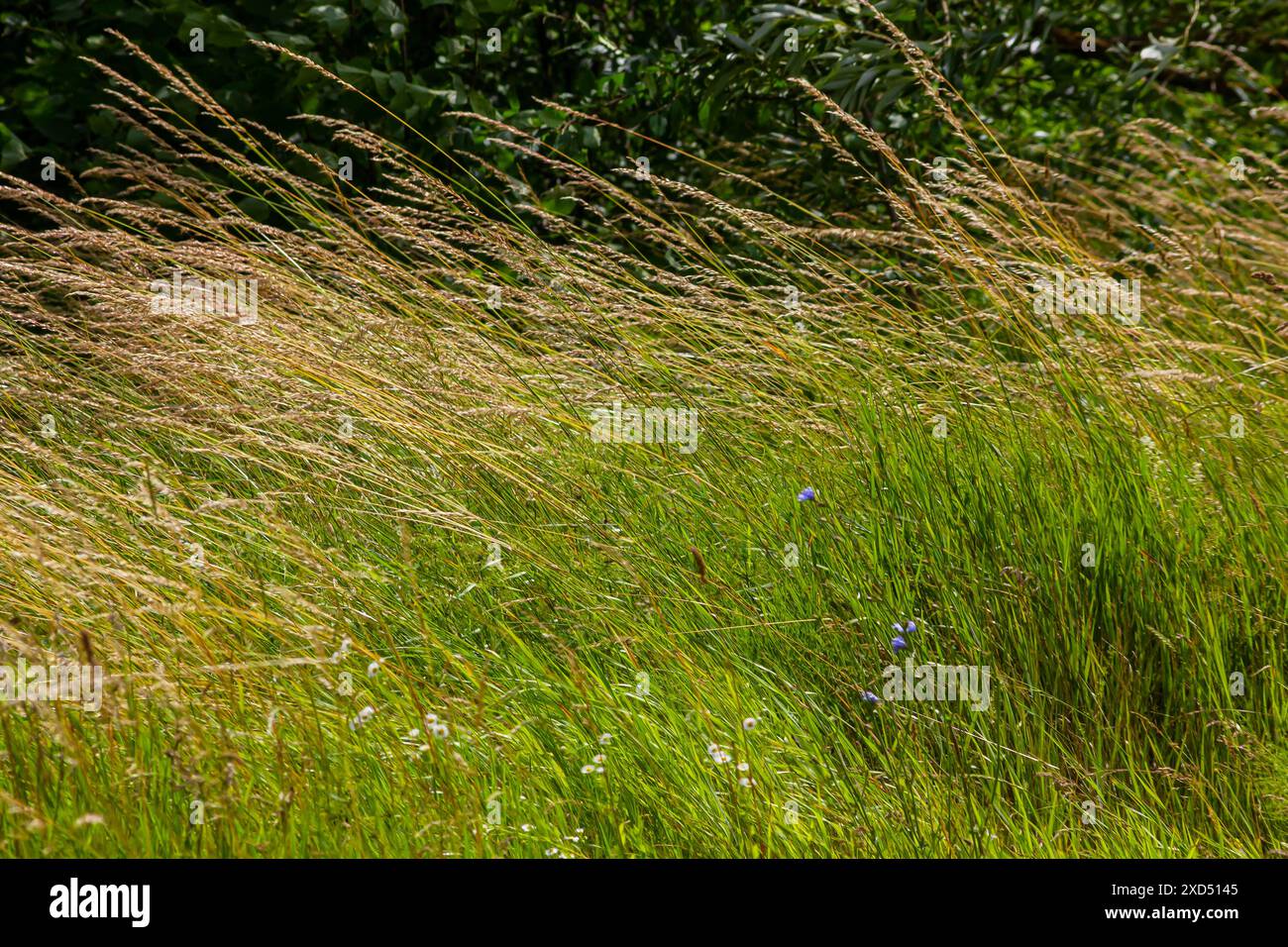 Meadow grass meadow with the tops of stele panicles. Poa pratensis ...