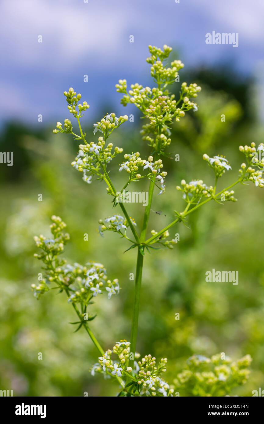 Beautiful blooming white bedstraw in June, galium album Stock Photo - Alamy