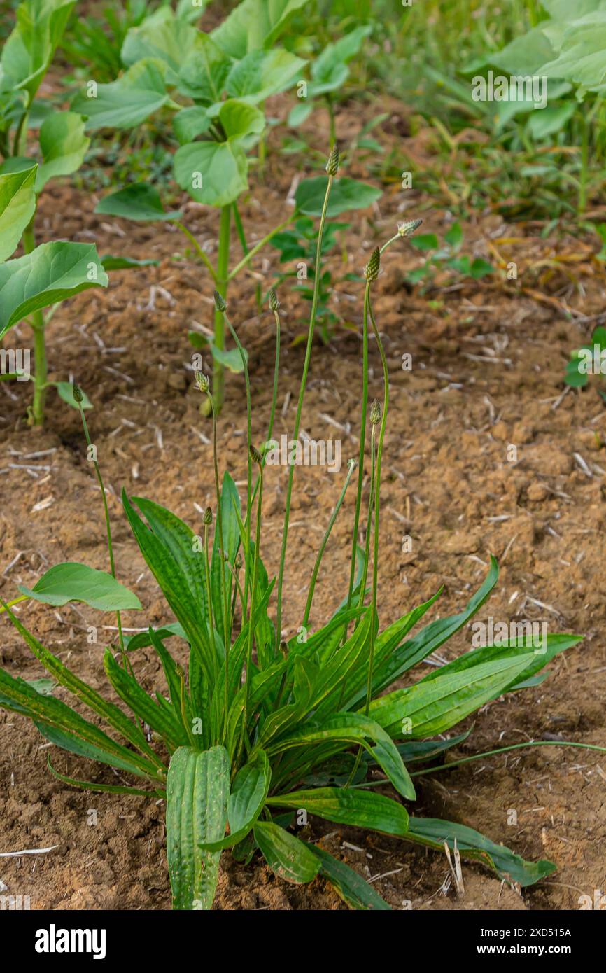 Ribwort plantain Plantago lanceolata. Medicinal plants in the garden ...