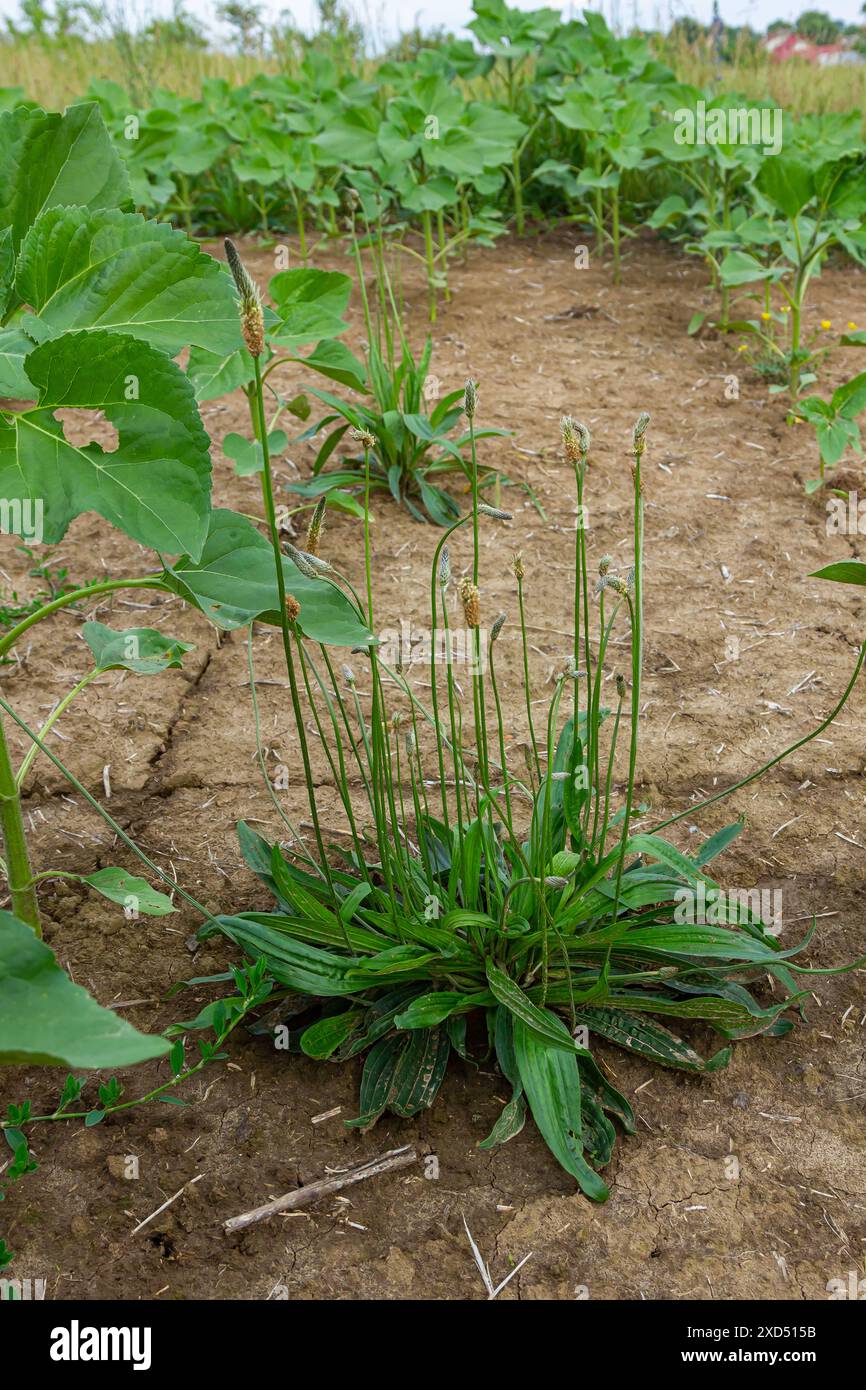 Ribwort plantain Plantago lanceolata. Medicinal plants in the garden ...