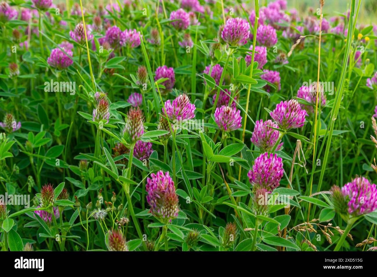 This is the wildflower Trifolium alpestre, the Purple globe clover or ...