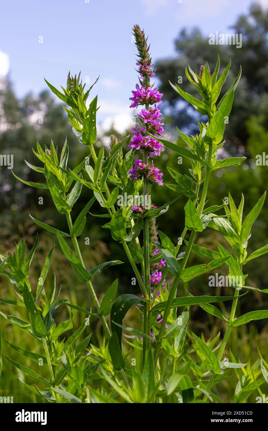 Purple loosestrife Lythrum salicaria inflorescence. Flower spike of ...
